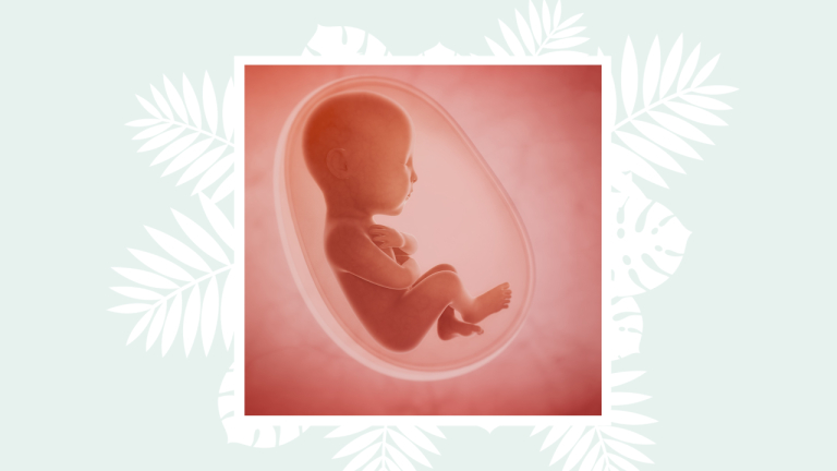 Nieuwe VR-muur van Erasmus MC brengt embryo’s levensgroot in beeld ...